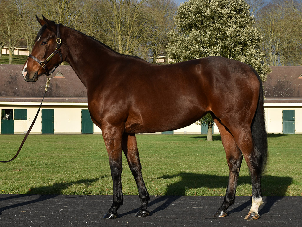 The Aga Khan Studs - Aga Khan Studs