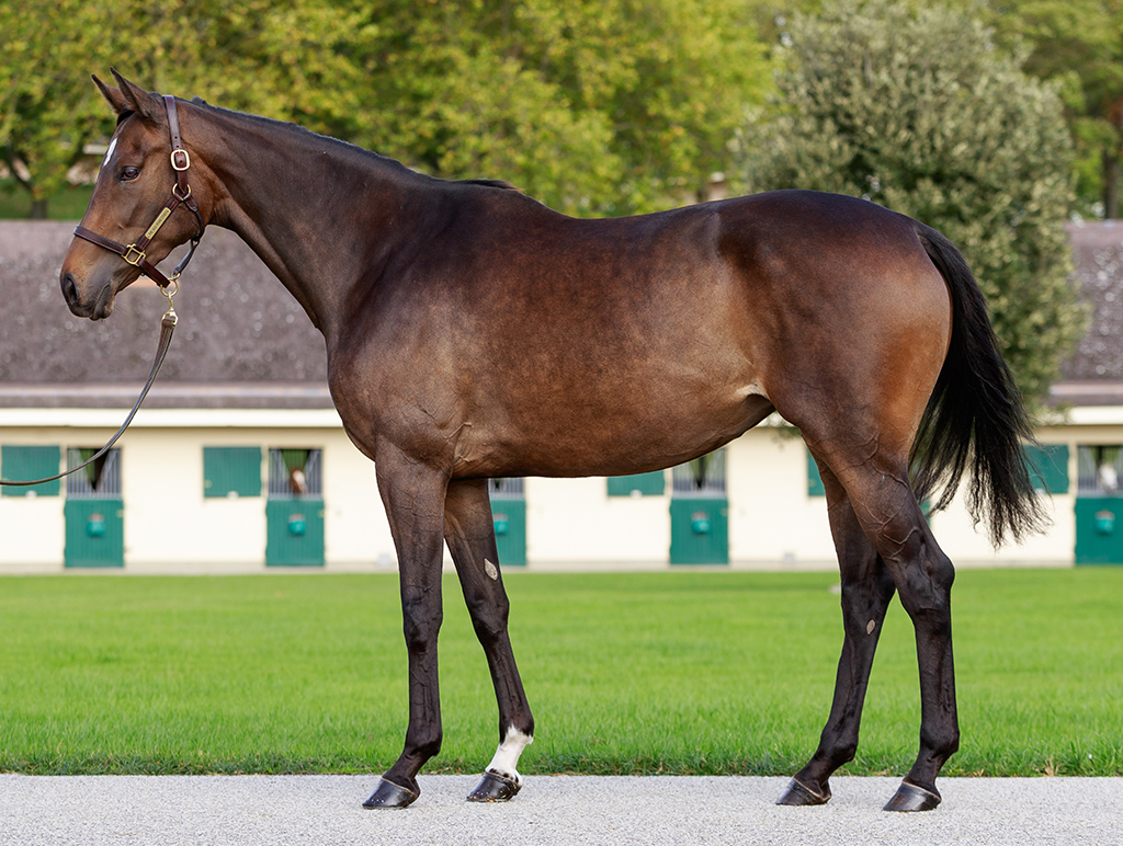 The Aga Khan Studs - Aga Khan Studs