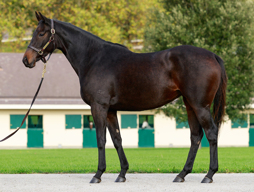 The Aga Khan Studs - Aga Khan Studs