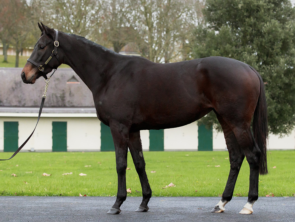 The Aga Khan Studs - Aga Khan Studs